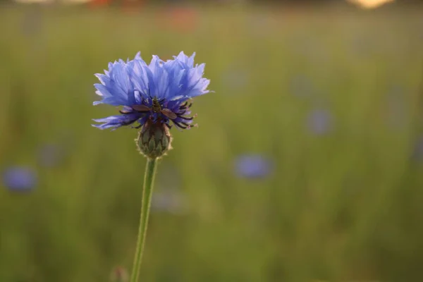 Blue flowers at golden hour in the field. - Stock Image - Everypixel
