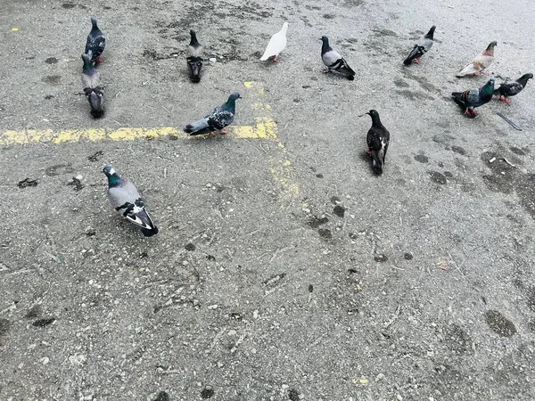 Prison birds images libres de droit, photos de Prison birds | Depositphotos