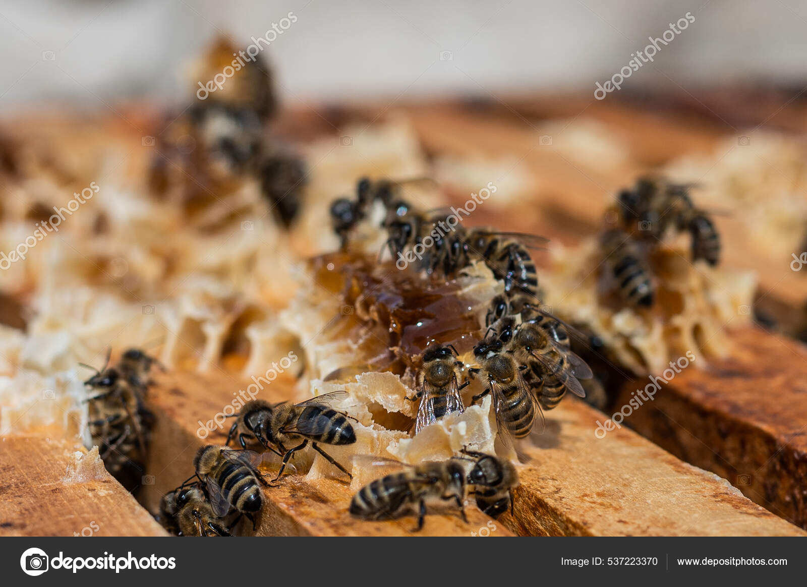 Bees Teamwork