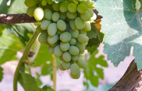 Growing grapes Stock Photos, Royalty Free Growing grapes Images ...