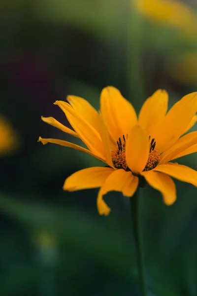 yellow summer flower.cute yellow summer flowers.delicate yellow flowers ...
