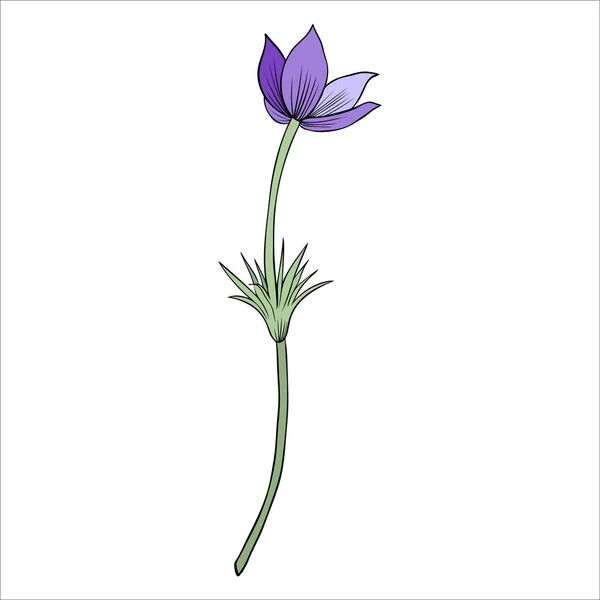 Lumbago meadow, Pulsatilla flower ink sketch, Vector Pasque flower ...
