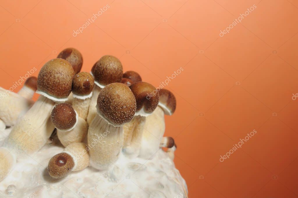 Micro cultivo de Psilocybe Cubensis sobre fondo naranja. Bloque de ...