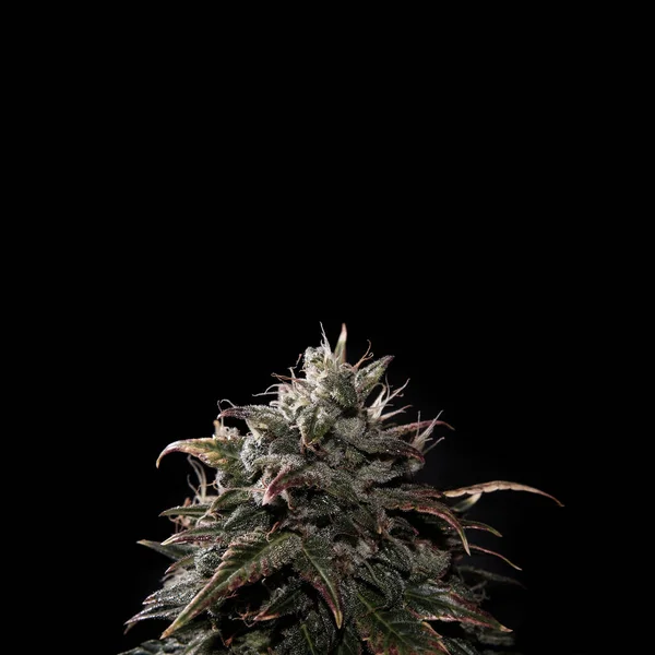 Arbusto de bud Stock Photos, Royalty Free Arbusto de bud Images ...