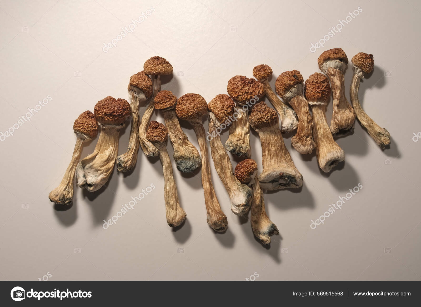 Dried Psilocybe Cubensis