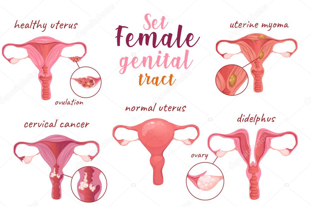 Tracto genatal femenino 3d realista conjunto. Paquete de anatomía del ...