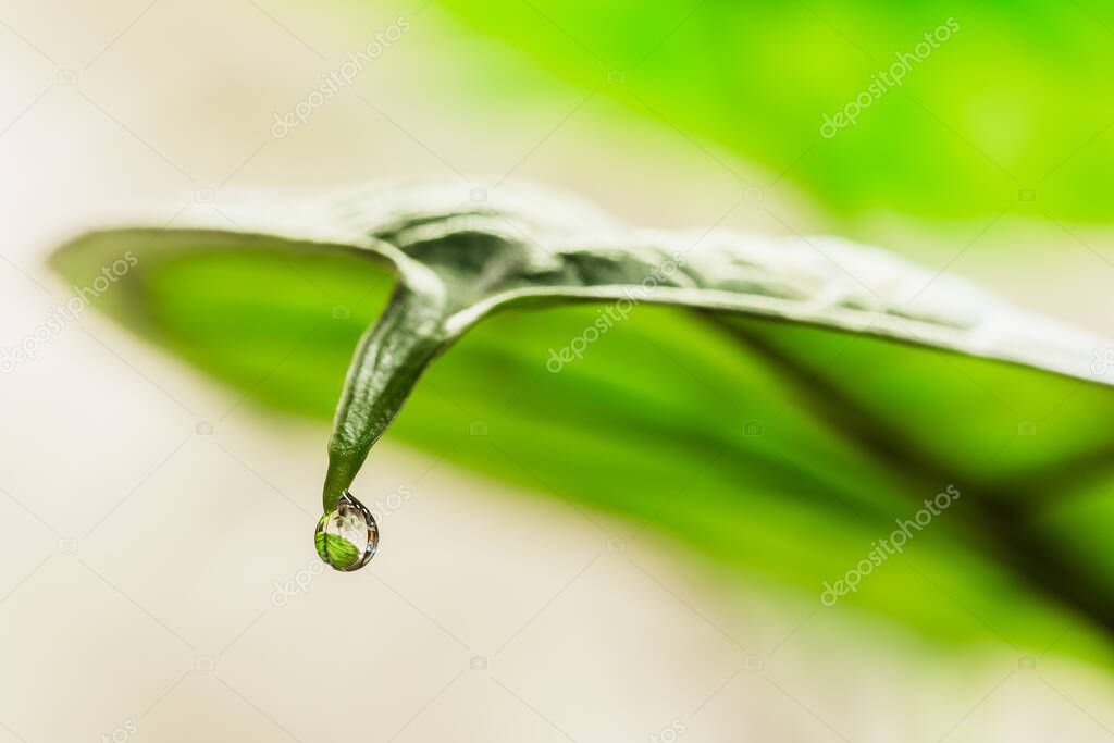 Gotita de agua en la punta de la hoja de Alocasia. La gutación es el ...