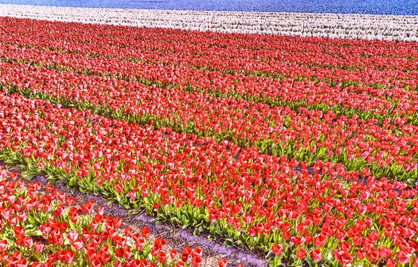 Tulpen rode veld Stock Photos, Royalty Free Tulpen rode veld Images ...