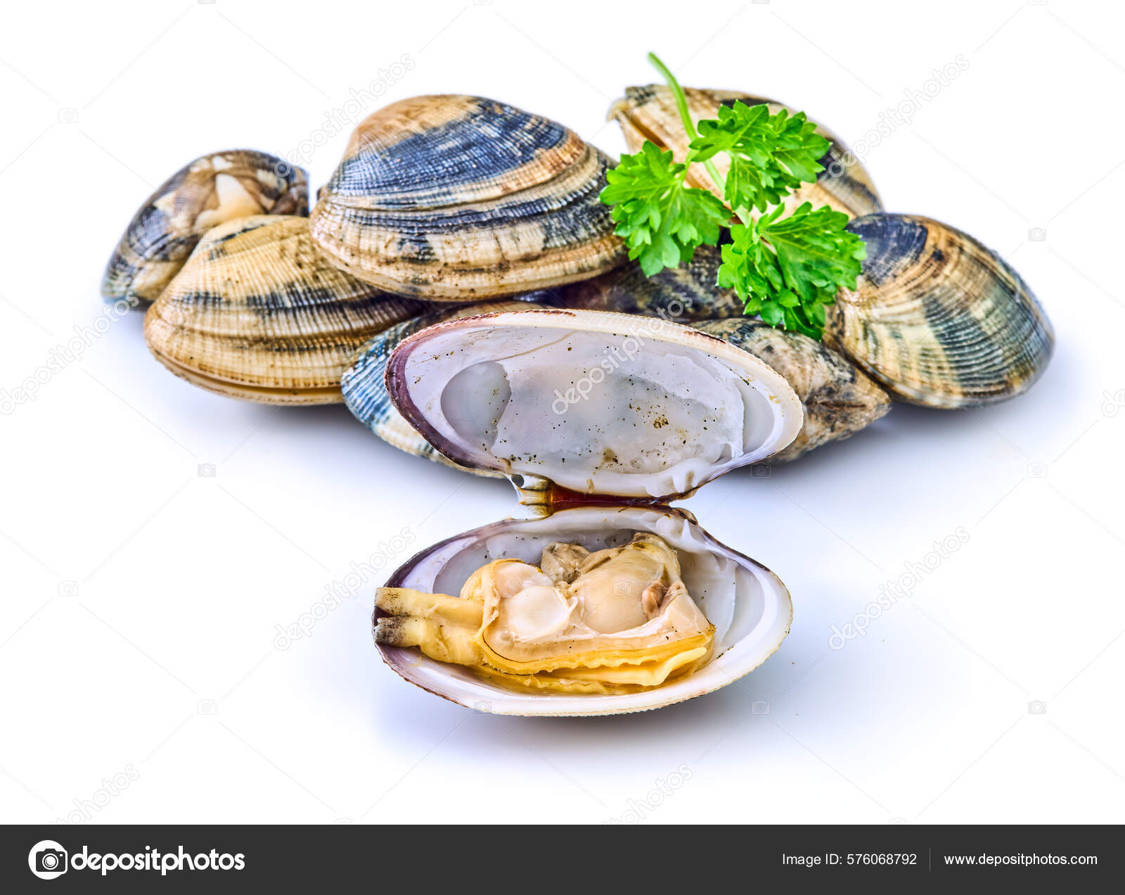 Open Clam