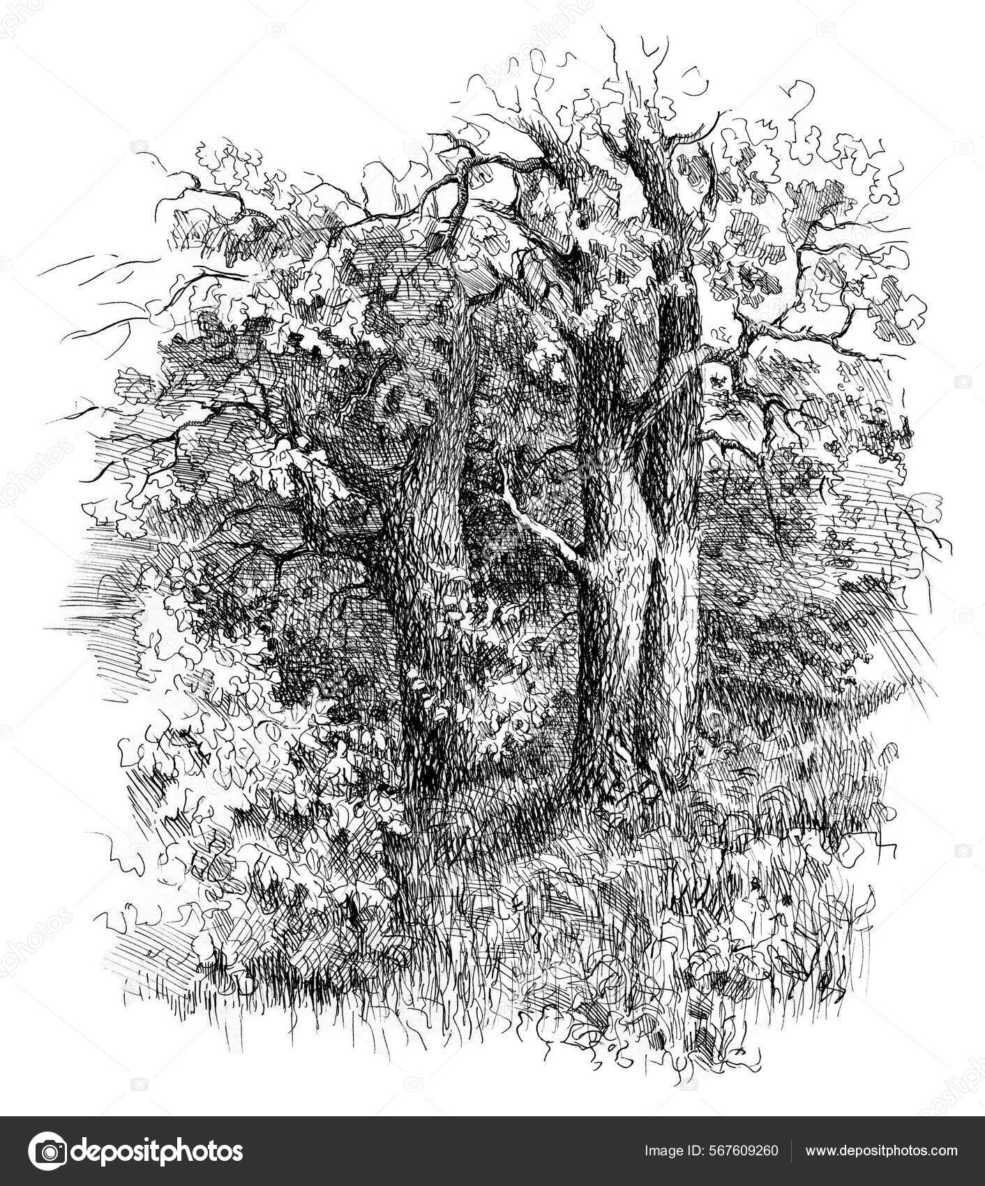 Oak Tree Drawing Black And White