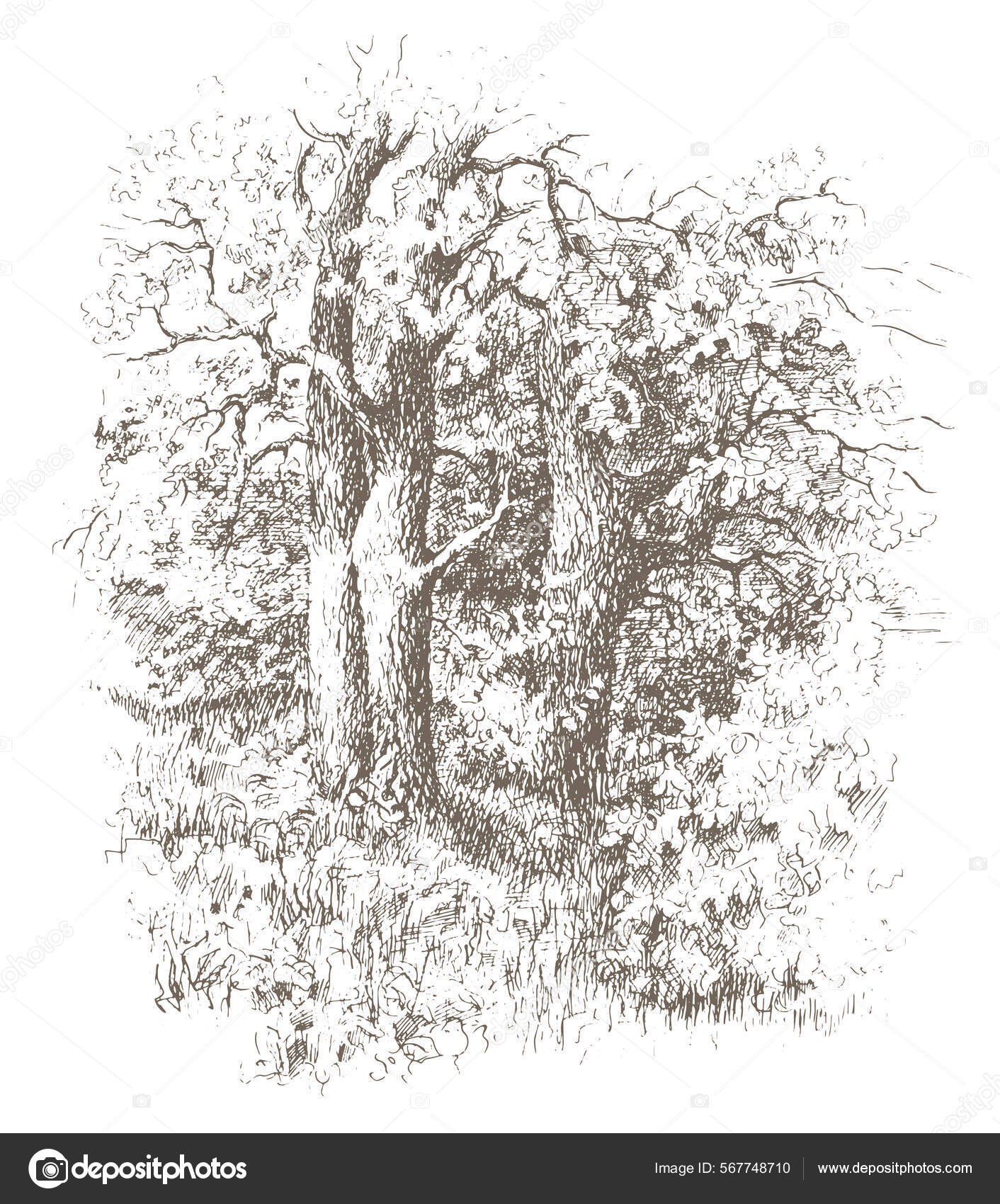 Oak Tree Grove Vector Traced Sketch Vintage Ink Pen Brown Stock Vector ...