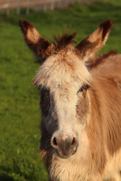 A fluffy donkey Stock Photos, Royalty Free A fluffy donkey Images ...