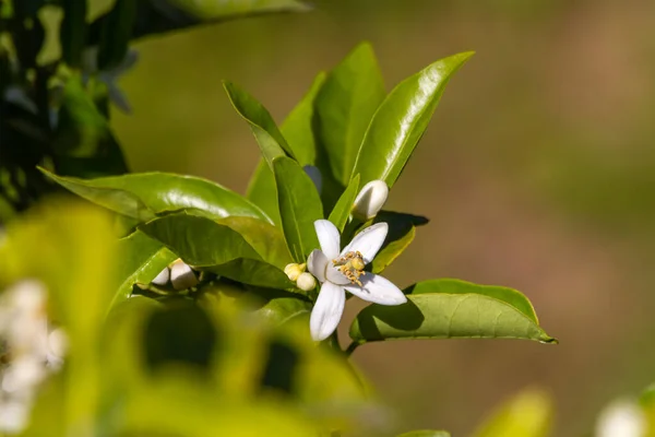 Orange blossom in early spring - Stock Image - Everypixel