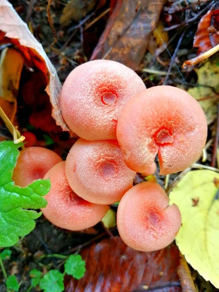 Champignon comestible Stock Photos, Royalty Free Champignon comestible ...