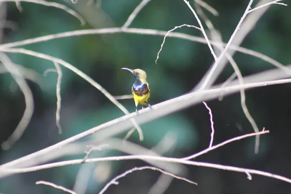 Sunbird Stock Photos, Royalty Free Sunbird Images | Depositphotos