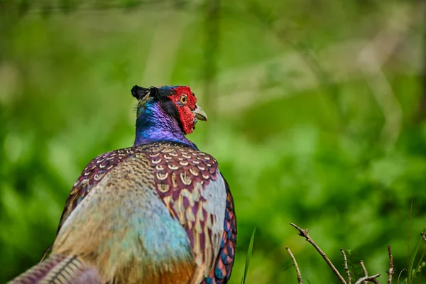 Pheasant species Stock Photos, Royalty Free Pheasant species Images ...