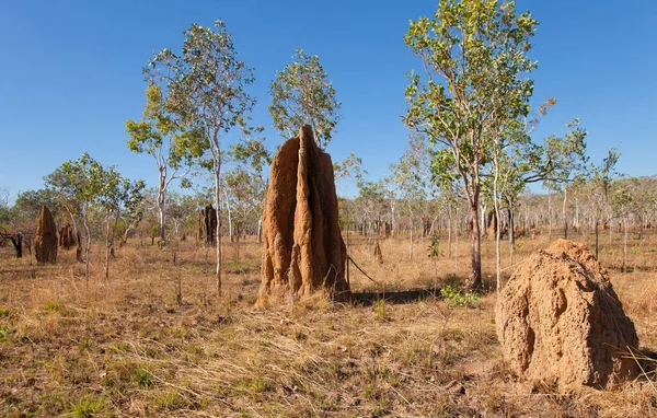 Termite Mound Termitarium Termites Nesting Australien Outback Darwin ...