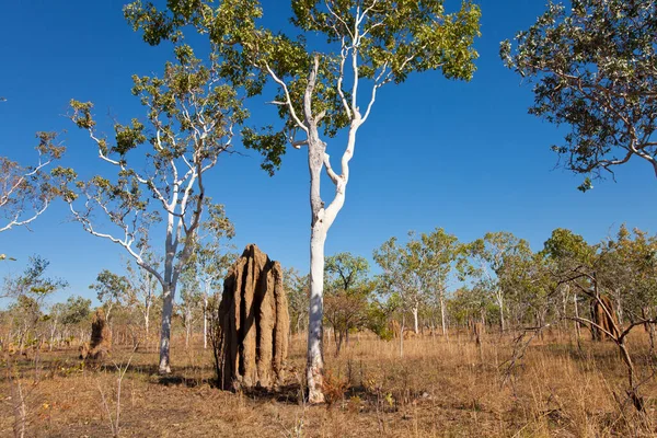 Termite Mound Termitarium Termites Nesting Australien Outback Darwin ...
