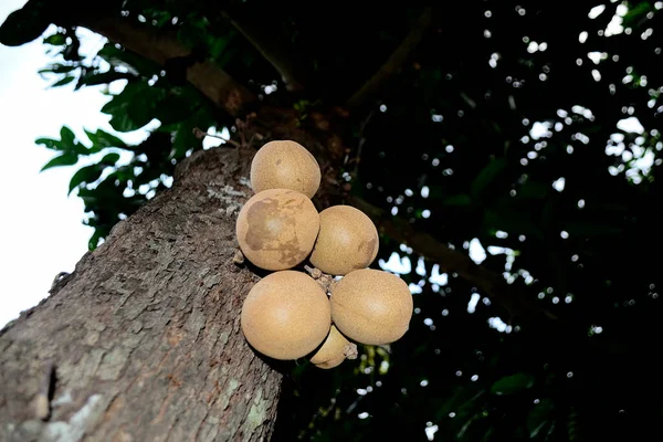 Kepel fruit is one of the fruit plants of the Annonaceae family 2023