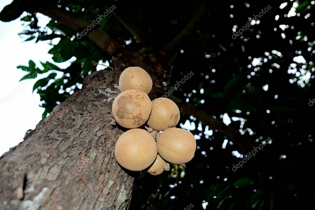 Kepel fruit is one of the fruit plants of the Annonaceae family 2023