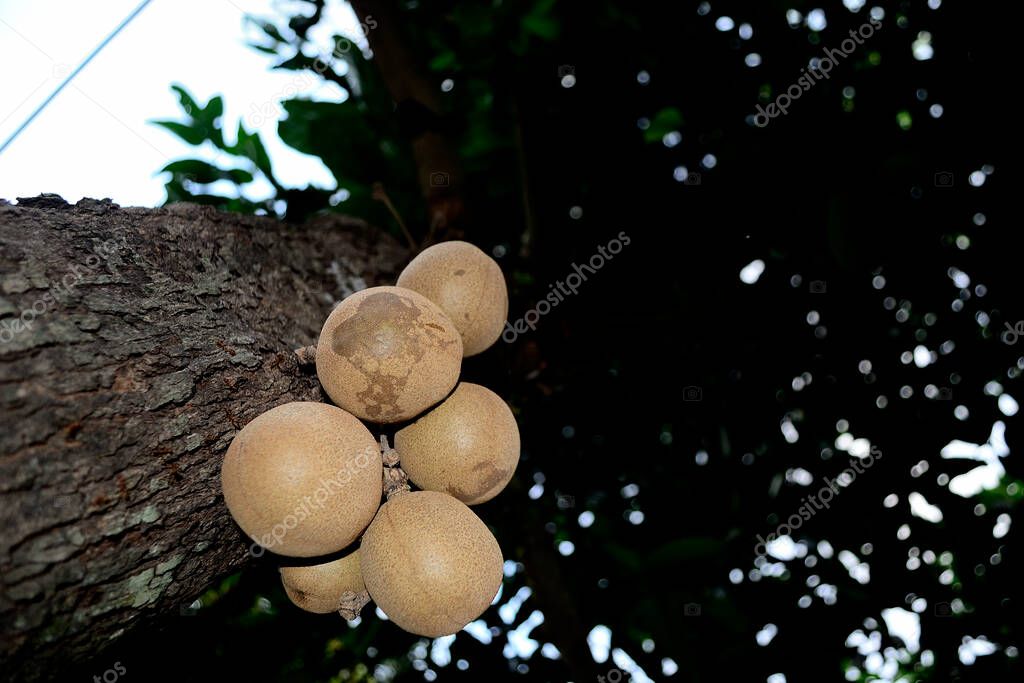 Kepel fruit is one of the fruit plants of the Annonaceae family 2024