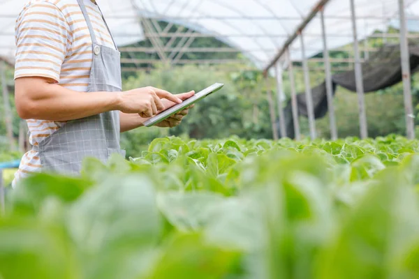 Young farmer using digital tablet inspecting fresh vegetable in organic ...