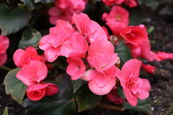 Fotos de Pink flower begonia, Imagens de Pink flower begonia sem ...