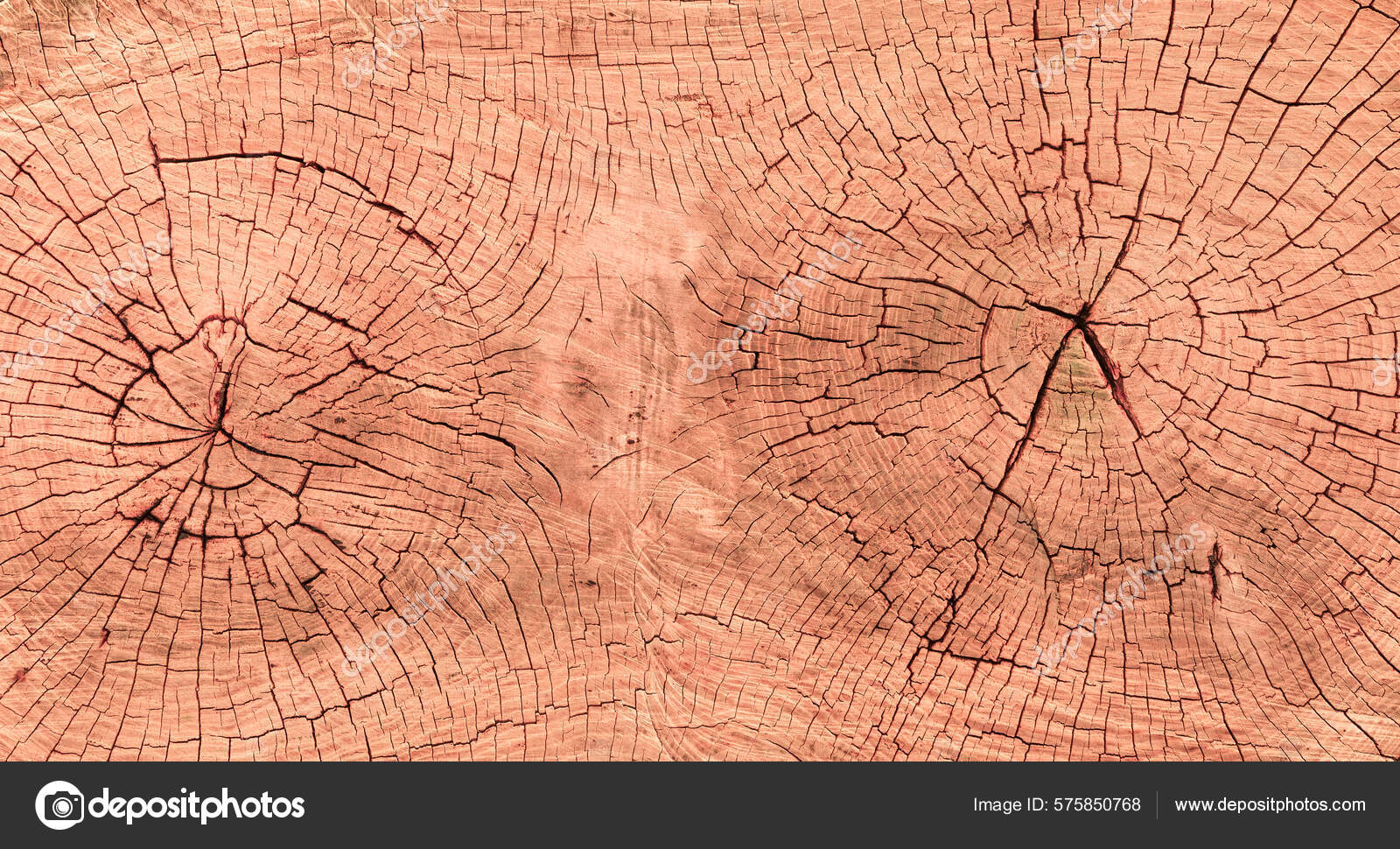 Cross Section Ash Tree Trunk Growth Rings Stock Photo by ©serikbaib ...