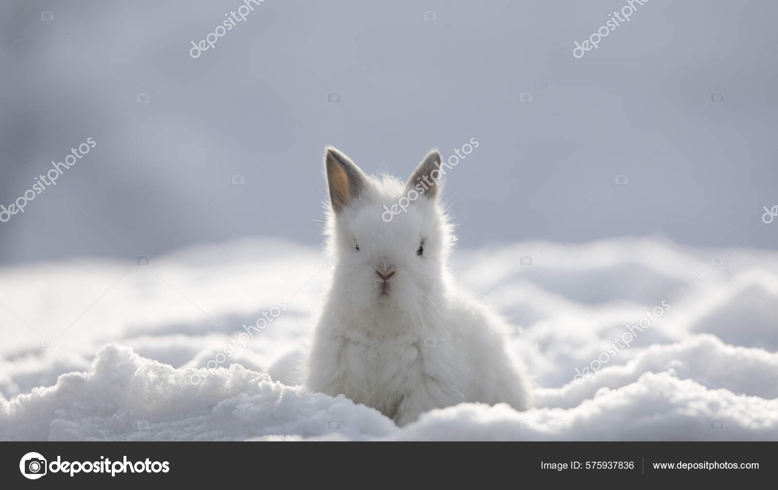 Rabbit White Snow