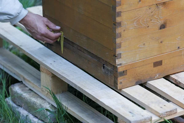 Beekeeping design kit Stock Photos, Royalty Free Beekeeping design kit ...