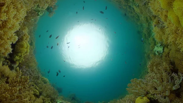 Manantial submarino Stock Photos, Royalty Free Manantial submarino ...