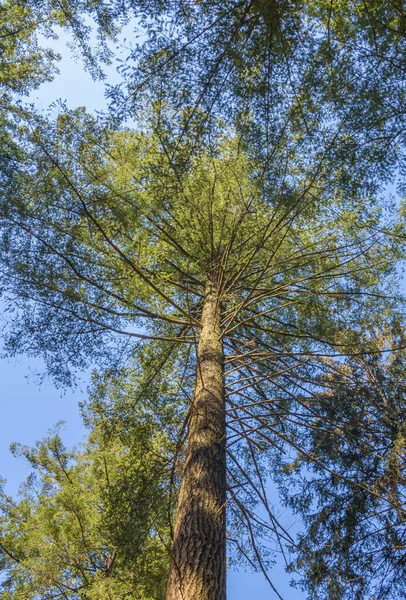 Vertical in nature Stock Photos, Royalty Free Vertical in nature Images ...