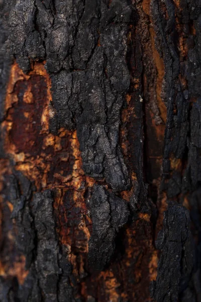 Burnt tree Stock Photos, Royalty Free Burnt tree Images | Depositphotos