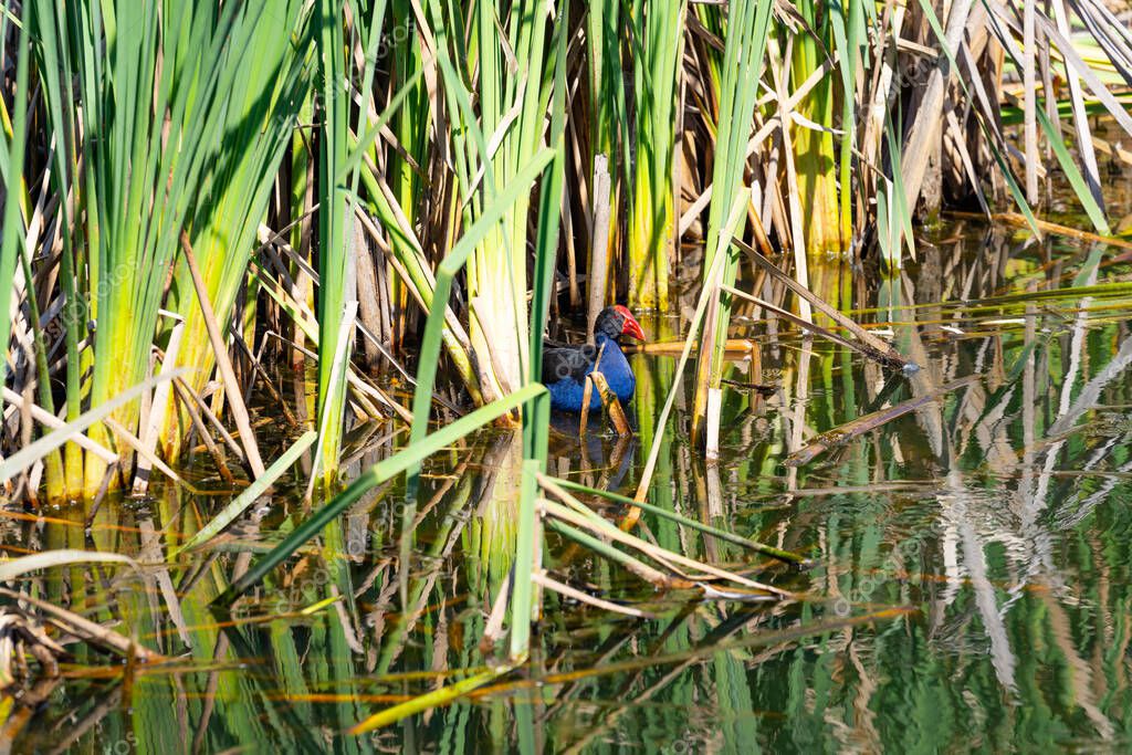 Pukeko escondido entre juncos en estanque de humedales, Matua Tauranga ...