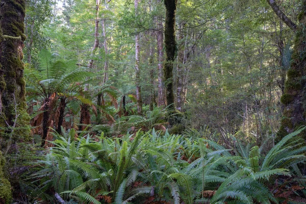 Rainforest border Stock Photos, Royalty Free Rainforest border Images ...