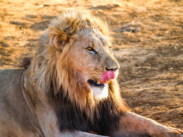 Lion Sitting Back