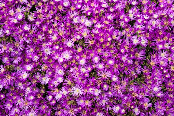 Vintage violets Stock Photos, Royalty Free Vintage violets Images ...