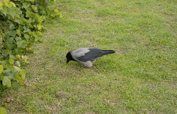 Cute dibujos animados cuervo Stock Photos, Royalty Free Cute dibujos ...