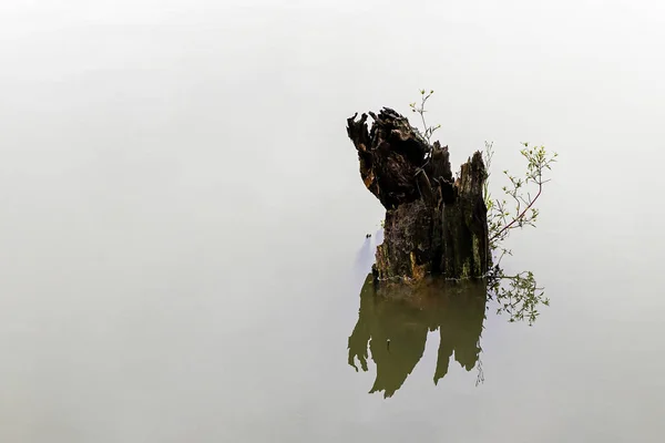 Tree stump in water Stock Photos, Royalty Free Tree stump in water ...