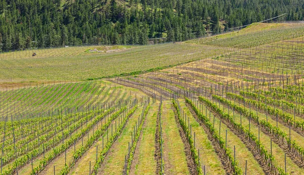 Okanagan Valley, vineyards near Penticton, British Columbia. Wine ...