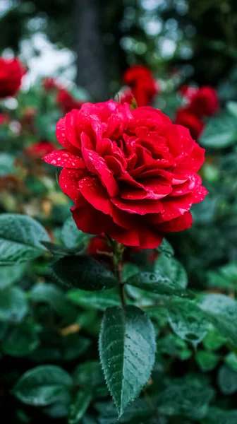 Four roses Stock Photos, Royalty Free Four roses Images | Depositphotos