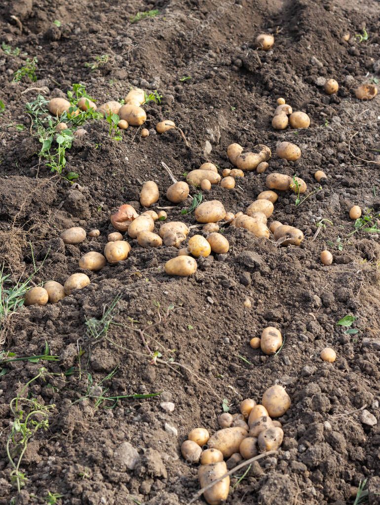 La cosecha de patatas acaba de arrancar de la tierra fértil del jardín ...