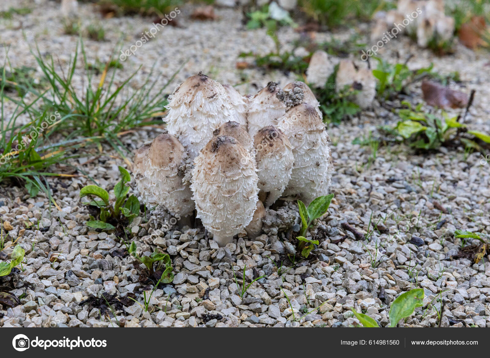 Full Frame Shot Set Mushroom Fungi Pebbled Ground — Stock Photo ...
