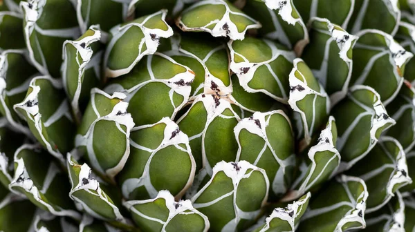Agave heart Stock Photos, Royalty Free Agave heart Images | Depositphotos