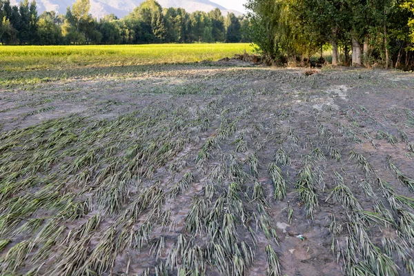 Rice crop damage and washout by a flood in nearby river - Stock Image ...