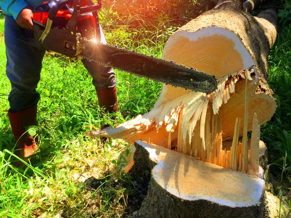 Tree felling Stock Photos, Royalty Free Tree felling Images | Depositphotos