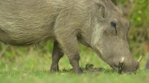 Warthog Beautiful African Wild Boar Africa Wildlife Wild Animal Wild ...