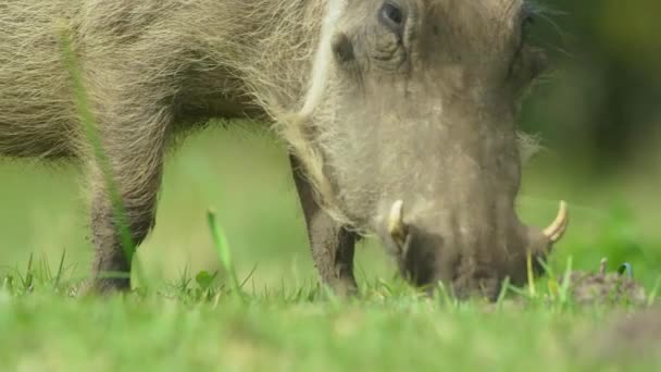 Warthog Beautiful African Wild Boar Africa Wildlife Wild Animal Wild ...