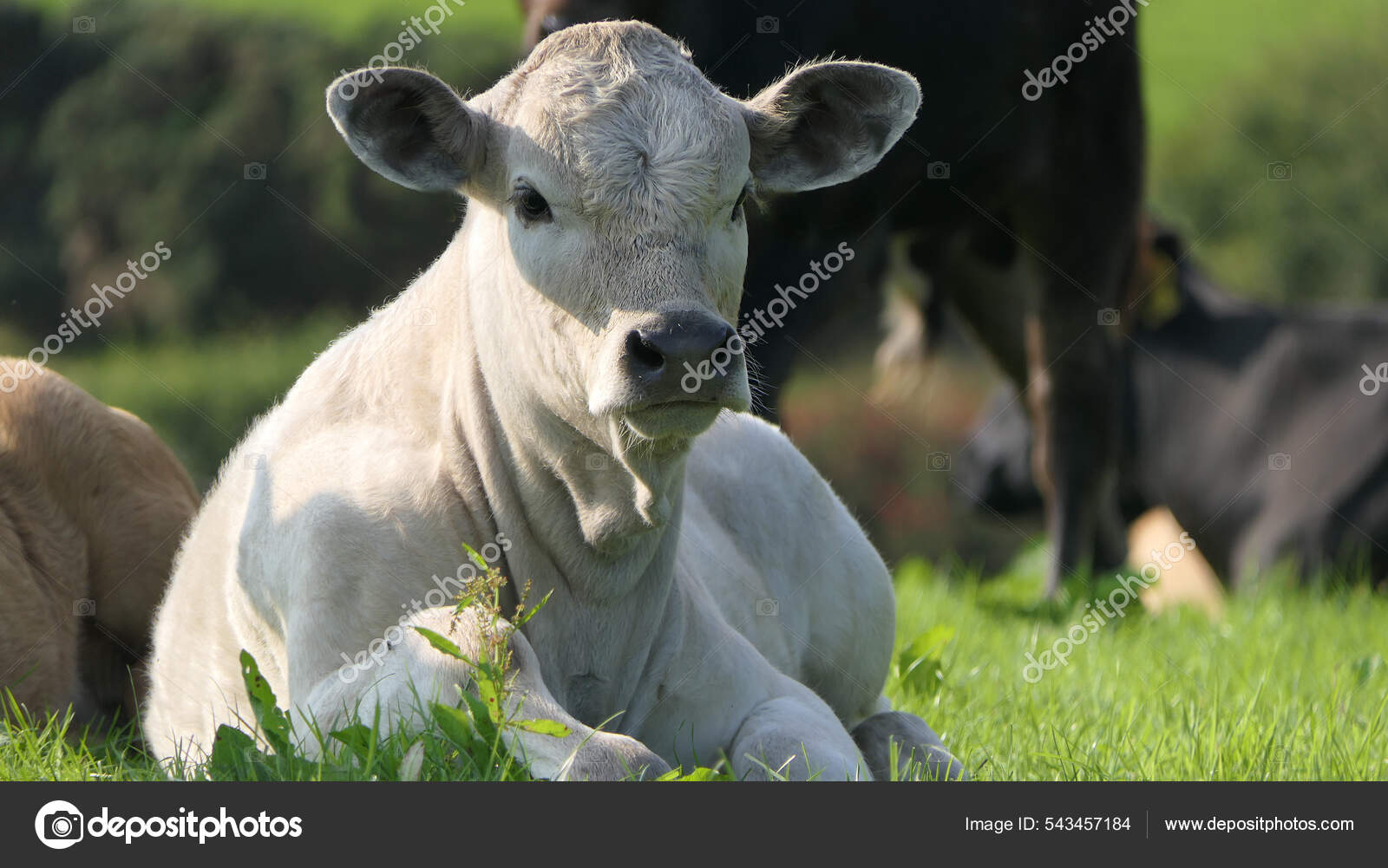 Cattle Cows Calves Eating Grass Field Farm Stock Photo by ©PeterSteele ...
