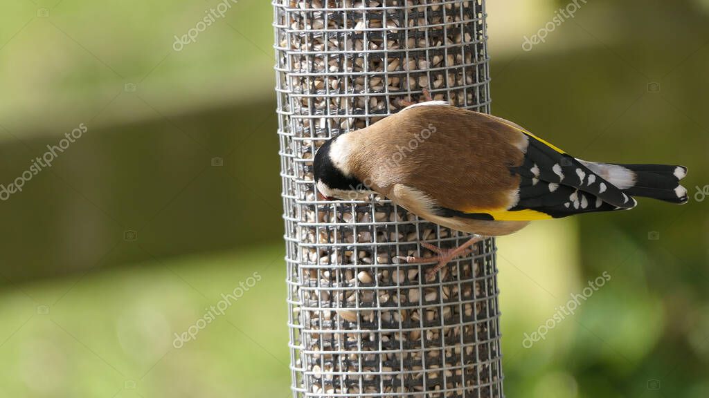 Alimentaci n de jilguero desde el alimentador de semillas de man Tube en una mesa de aves 2024